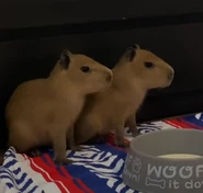 The Urban Rescue Ranch Wiki | Fandom