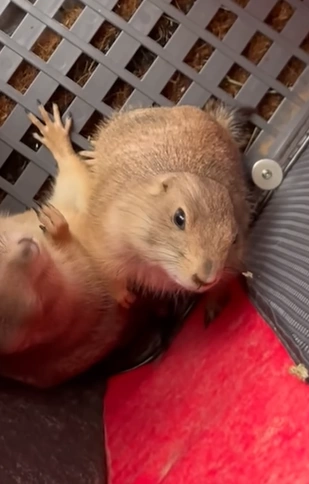 Unnamed Ouncerton 1 | The Urban Rescue Ranch Wiki | Fandom