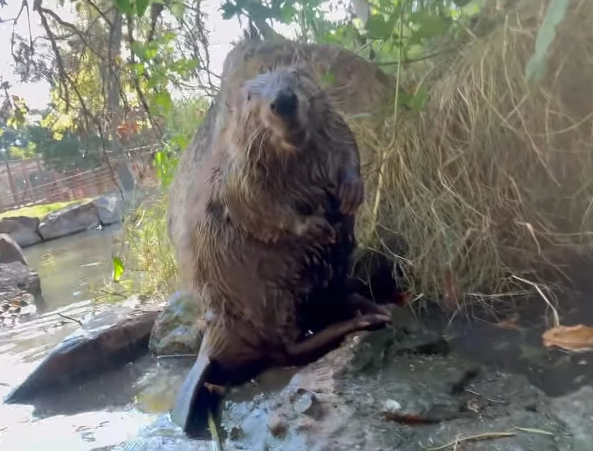 Beavo | The Urban Rescue Ranch Wiki | Fandom