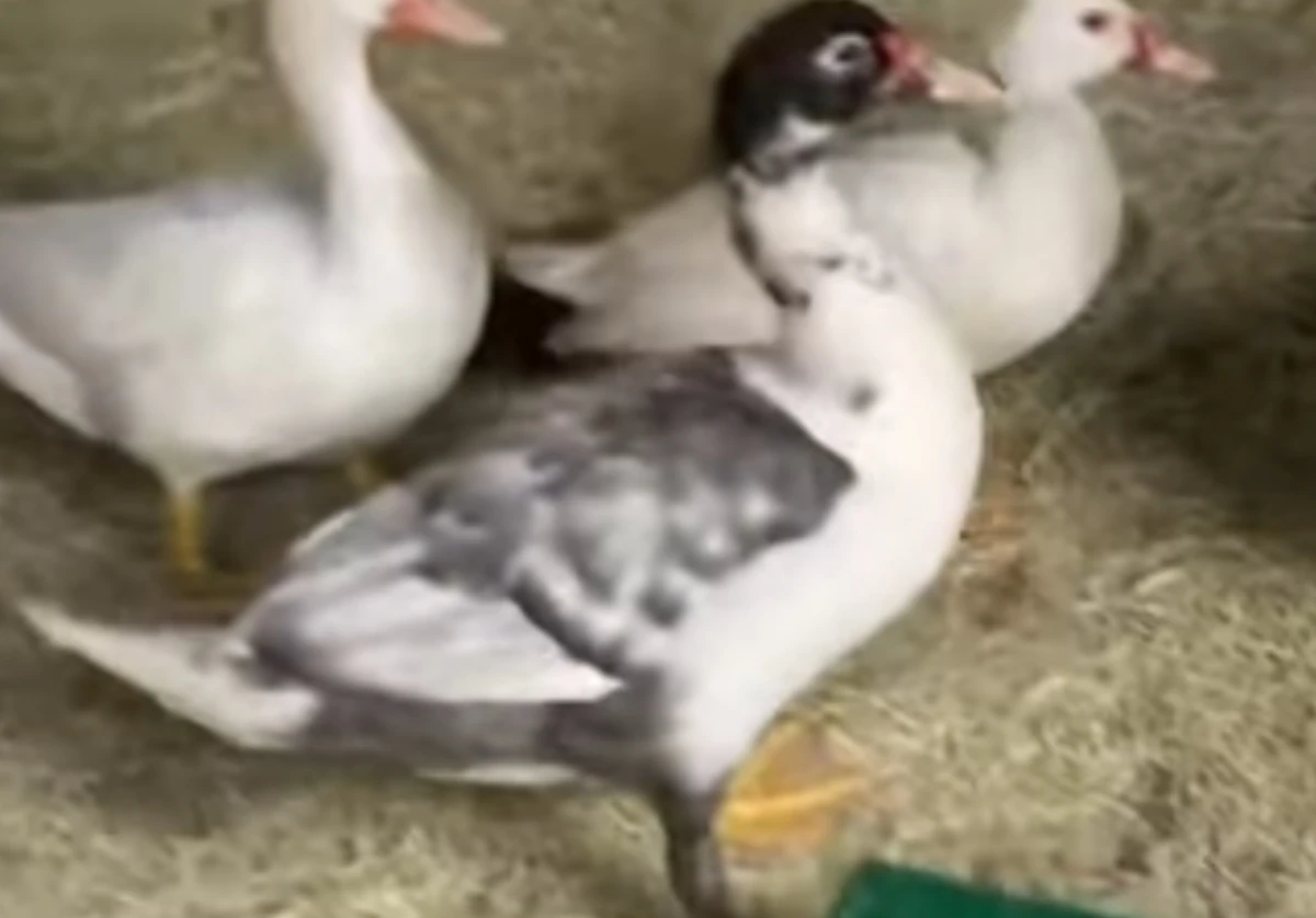 Bing Bong | The Urban Rescue Ranch Wiki | Fandom