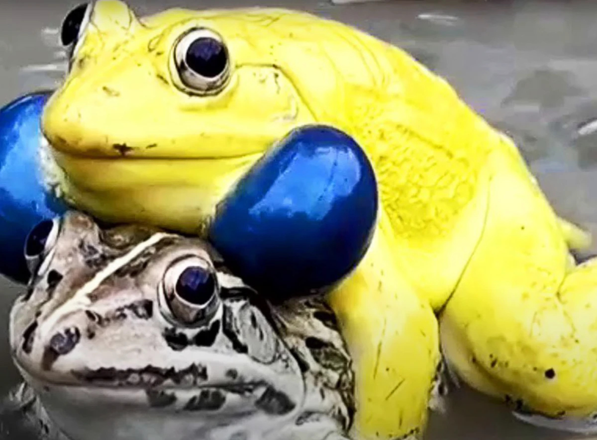 Indian Bullfrog’s Wife | The Urban Rescue Ranch Wiki | Fandom