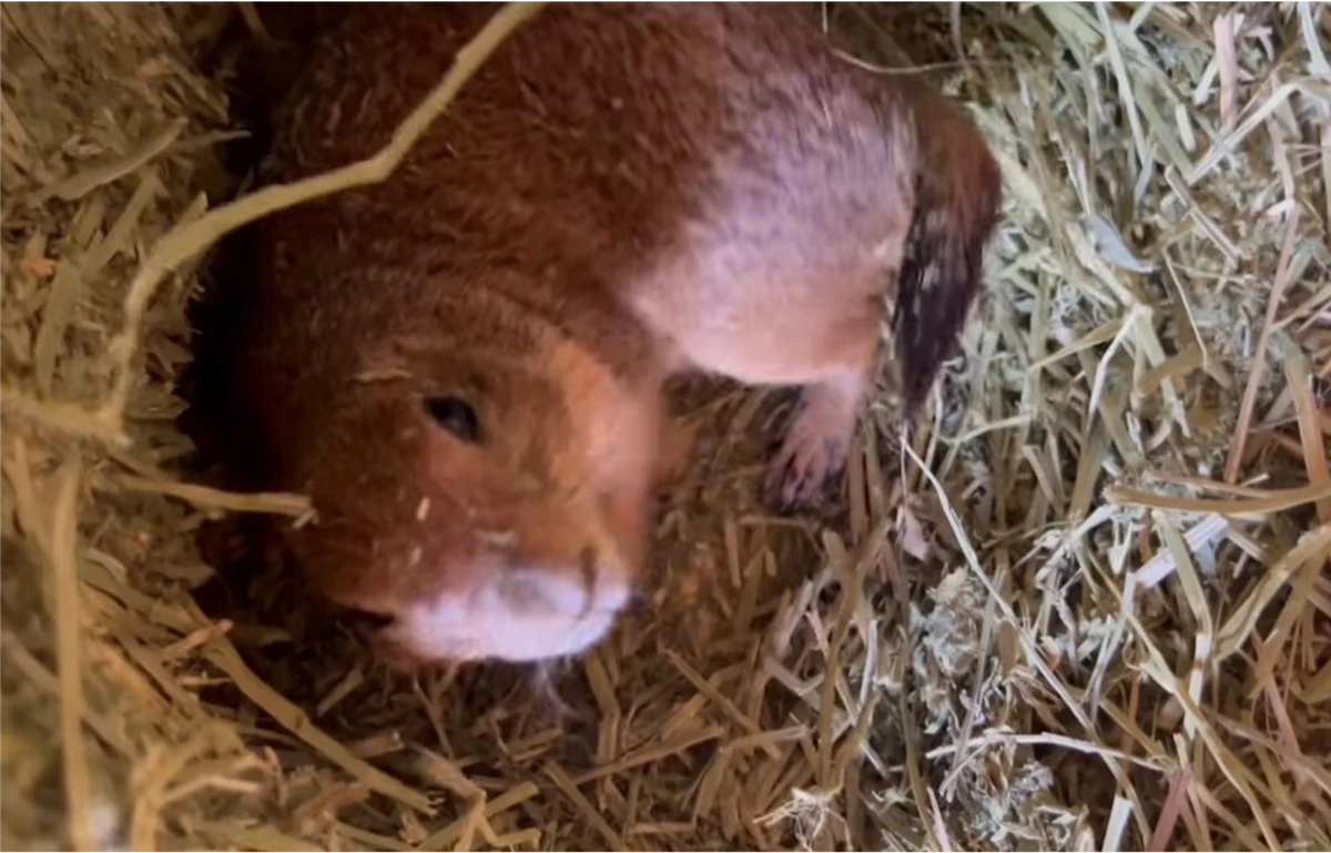 El Cringay | The Urban Rescue Ranch Wiki | Fandom