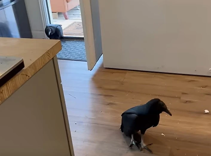 Baby Vultures | The Urban Rescue Ranch Wiki | Fandom