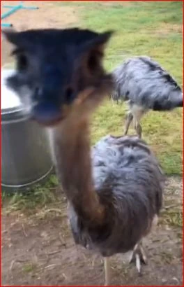 Chicken | The Urban Rescue Ranch Wiki | Fandom