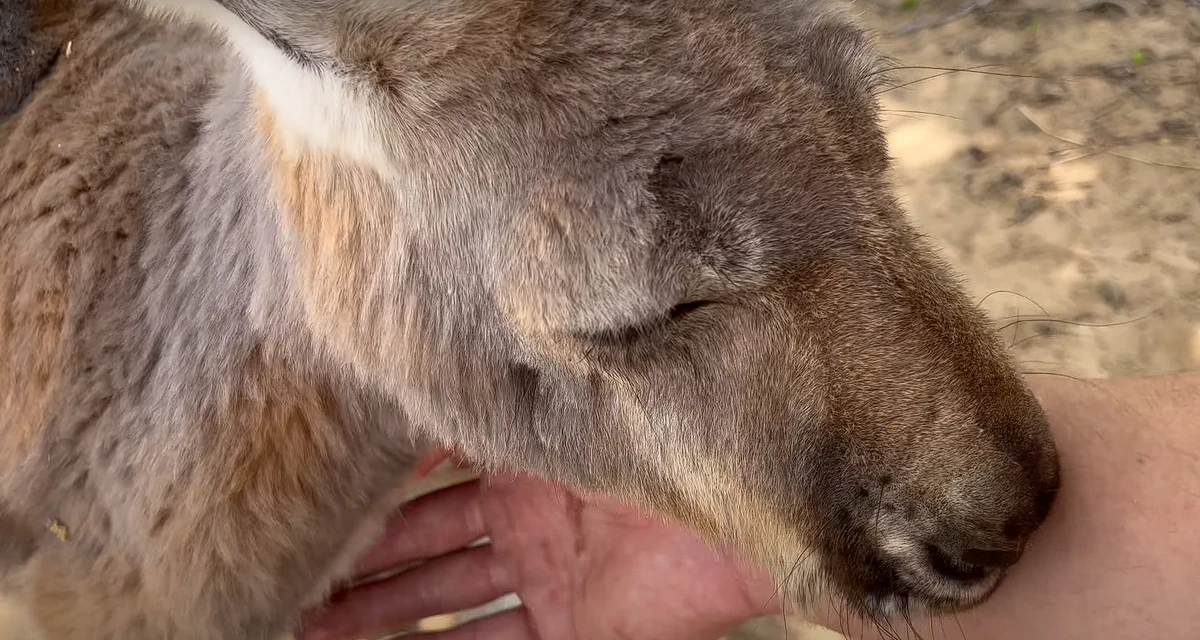 Blind Kangaroo | The Urban Rescue Ranch Wiki | Fandom