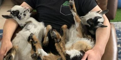 Ronaldo and Ronaldo | The Urban Rescue Ranch Wiki | Fandom