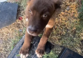 Unnamed Puppy | The Urban Rescue Ranch Wiki | Fandom