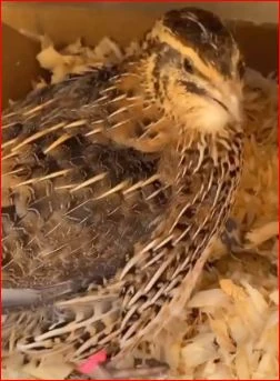 Julia | The Urban Rescue Ranch Wiki | Fandom