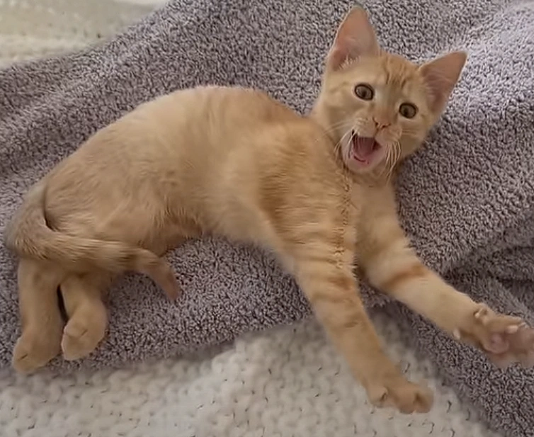 Uncle Ben's Tabby Kitten | The Urban Rescue Ranch Wiki | Fandom