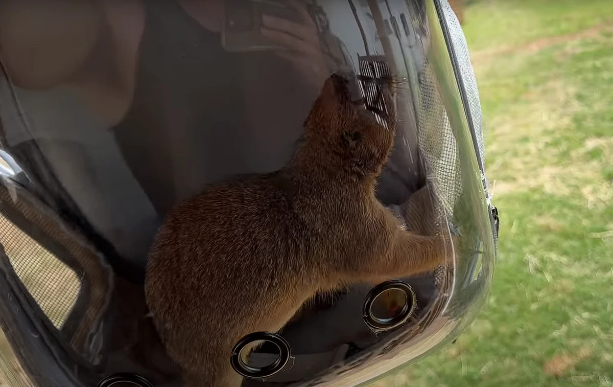 Animal Backpack | The Urban Rescue Ranch Wiki | Fandom