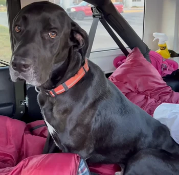 Poggers | The Urban Rescue Ranch Wiki | Fandom