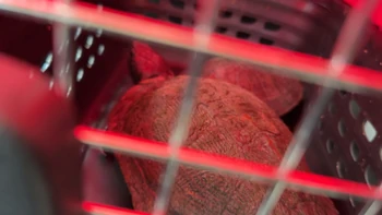 Two Turtles | The Urban Rescue Ranch Wiki | Fandom