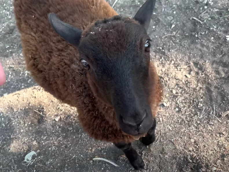 Kanye | The Urban Rescue Ranch Wiki | Fandom