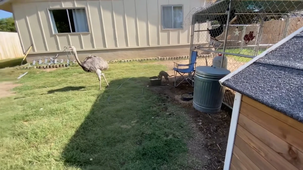 Austin House | The Urban Rescue Ranch Wiki | Fandom