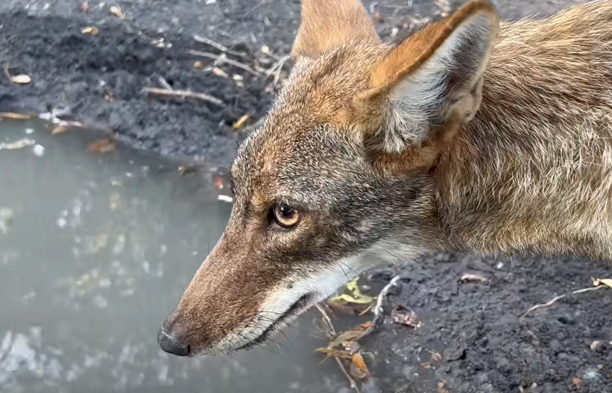 Coyote | The Urban Rescue Ranch Wiki | Fandom