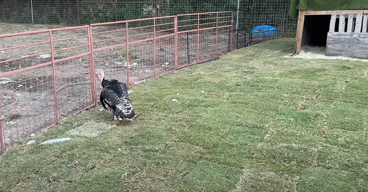 Pardoned Turkey Enclosure | The Urban Rescue Ranch Wiki | Fandom