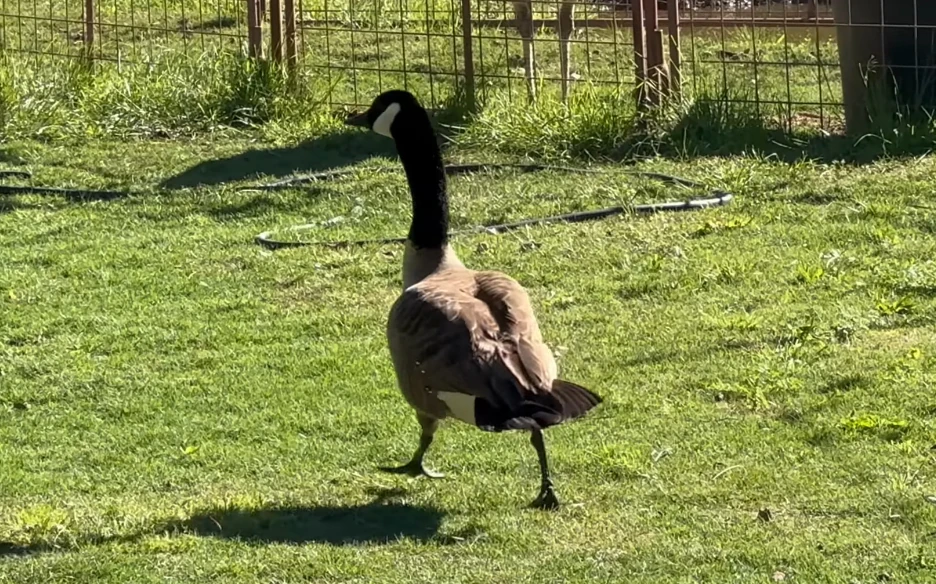Canada Goose | The Urban Rescue Ranch Wiki | Fandom