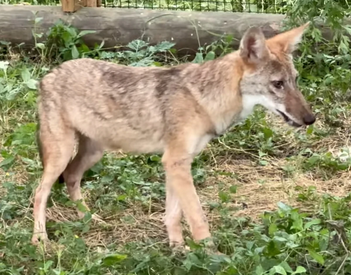 BooBoo (Coyote) | The Urban Rescue Ranch Wiki | Fandom