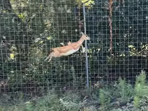 Patrick's Girlfriend | The Urban Rescue Ranch Wiki | Fandom