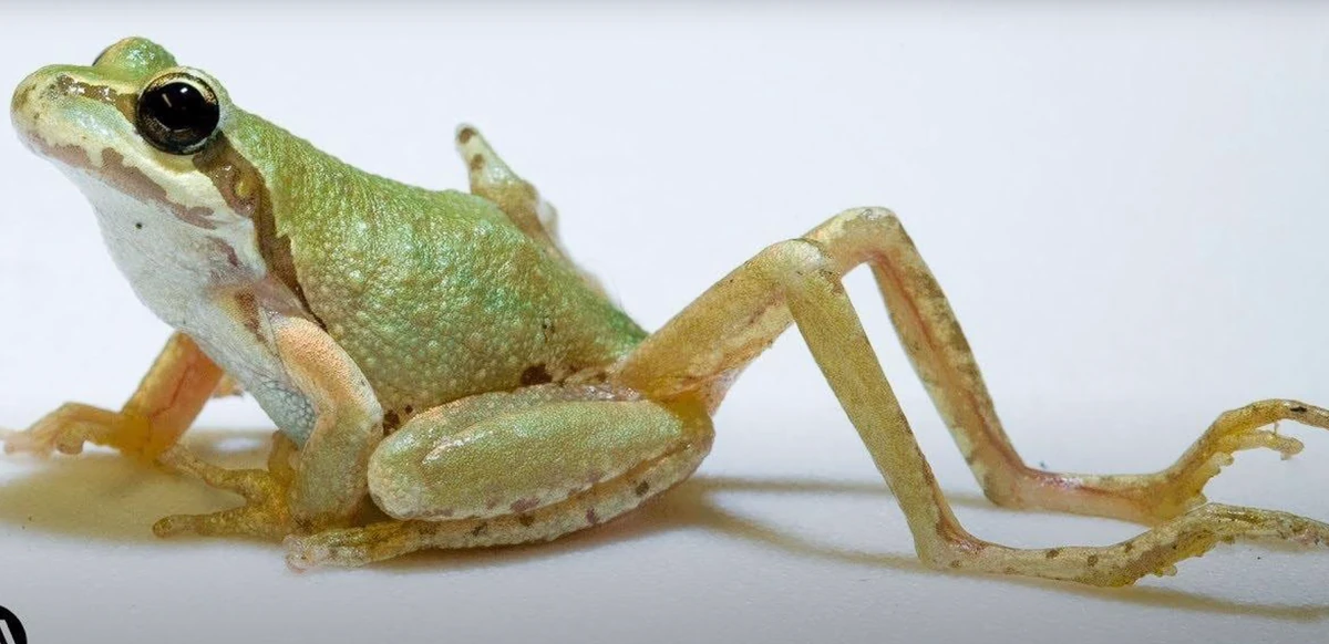 Little Yellow Guy | The Urban Rescue Ranch Wiki | Fandom