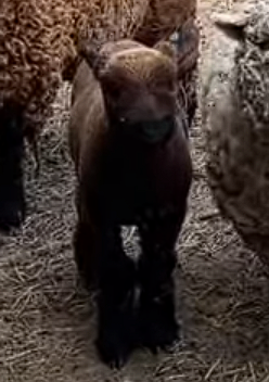 Kanye | The Urban Rescue Ranch Wiki | Fandom