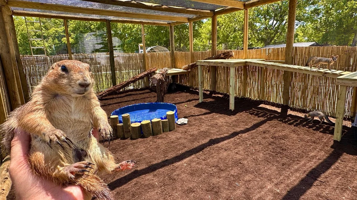I Fed my Prairie Dog to Foxes (for enrichment) | The Urban Rescue Ranch ...