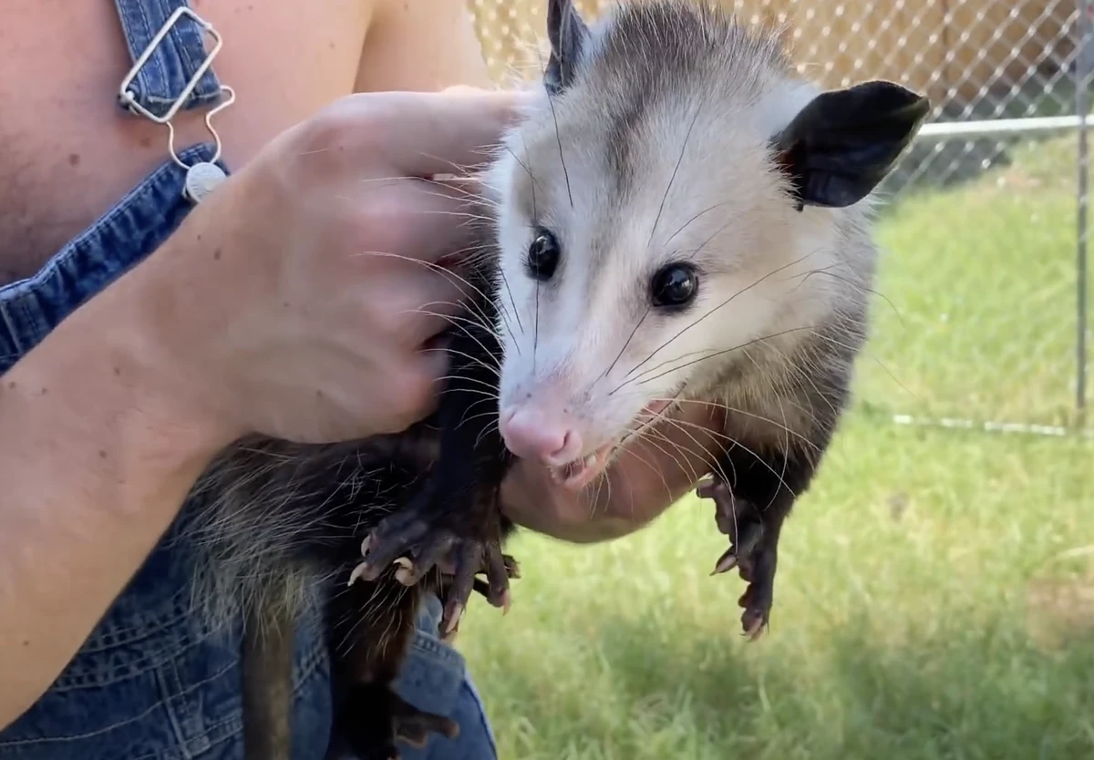 Poppy | The Urban Rescue Ranch Wiki | Fandom