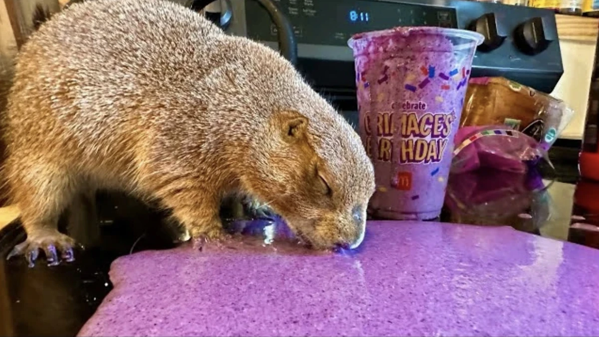 Big Ounce Tries the Grimace Shake... (dies) | The Urban Rescue Ranch ...