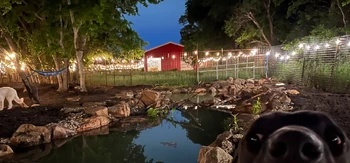 Pond | The Urban Rescue Ranch Wiki | Fandom