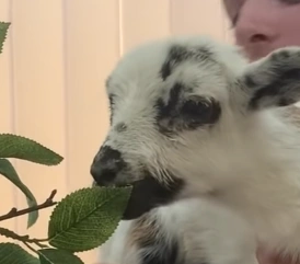 Blueberry | The Urban Rescue Ranch Wiki | Fandom