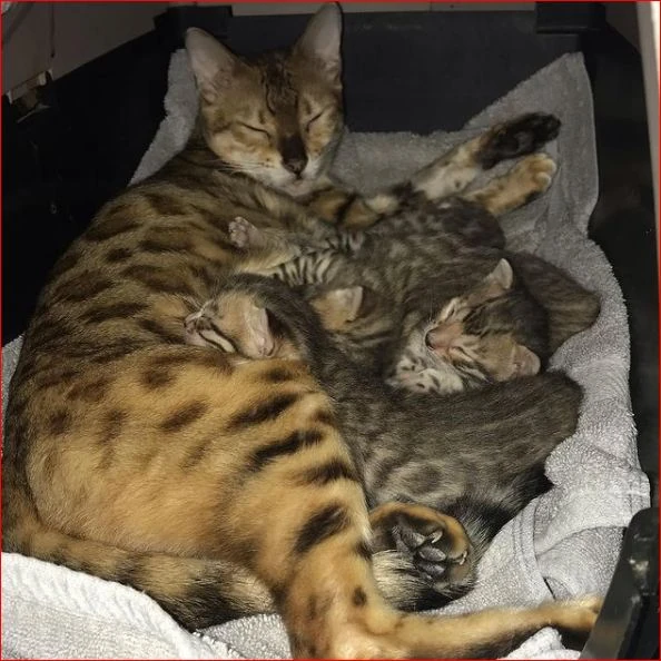 Kimchi | The Urban Rescue Ranch Wiki | Fandom