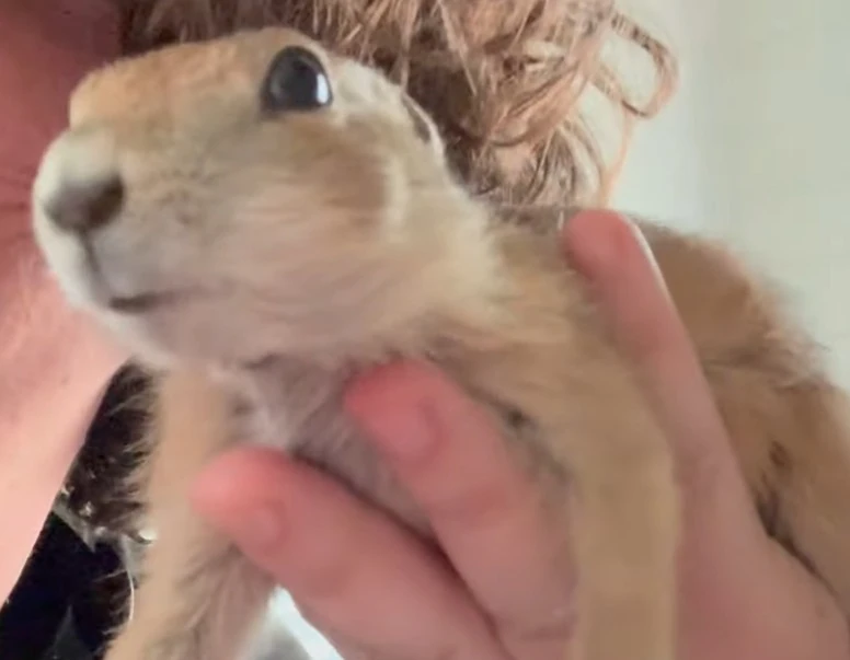 New Big Ounce | The Urban Rescue Ranch Wiki | Fandom