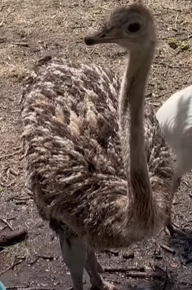 Nathaniel B. | The Urban Rescue Ranch Wiki | Fandom