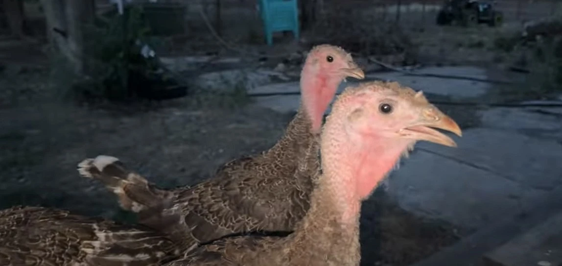 Brown Remington | The Urban Rescue Ranch Wiki | Fandom