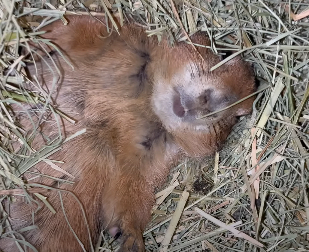 Big Ounce | The Urban Rescue Ranch Wiki | Fandom