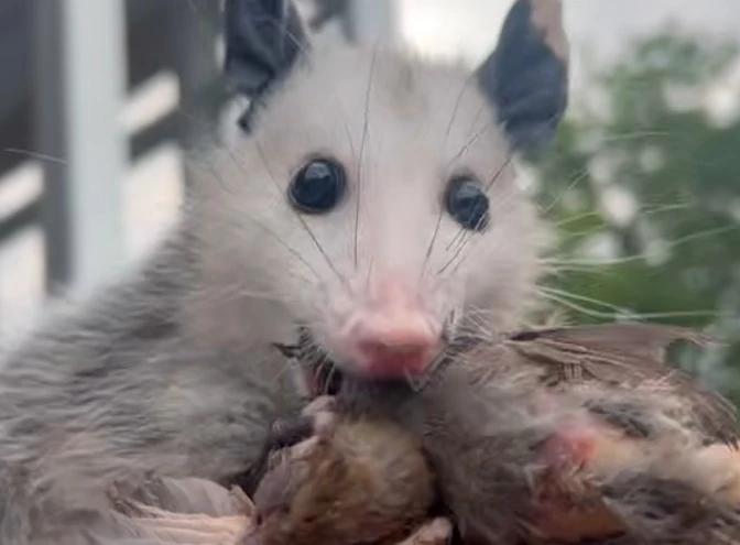 Pingas | The Urban Rescue Ranch Wiki | Fandom