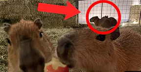 Capybaras (Group) | The Urban Rescue Ranch Wiki | Fandom