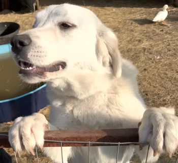 Queen | The Urban Rescue Ranch Wiki | Fandom