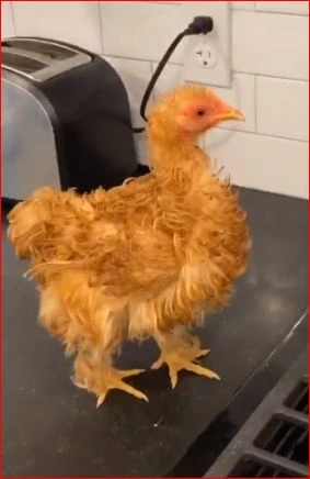 Lemon | The Urban Rescue Ranch Wiki | Fandom