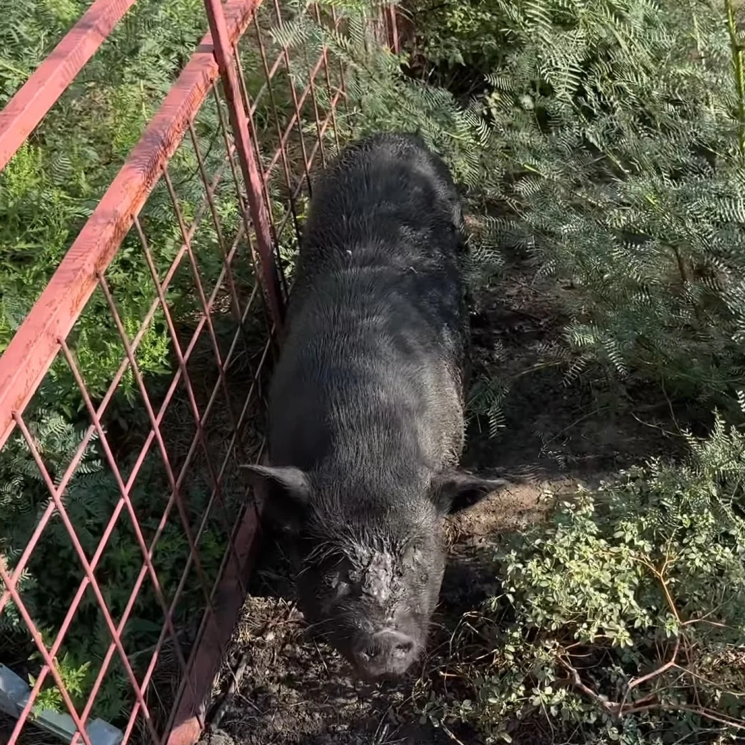 Petunia | The Urban Rescue Ranch Wiki | Fandom