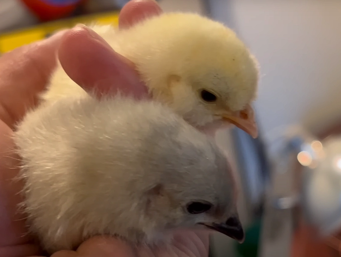 Four Chicks | The Urban Rescue Ranch Wiki | Fandom