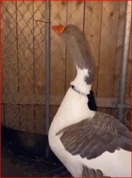 Morgan | The Urban Rescue Ranch Wiki | Fandom