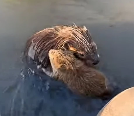 Unnamed Beaver | The Urban Rescue Ranch Wiki | Fandom