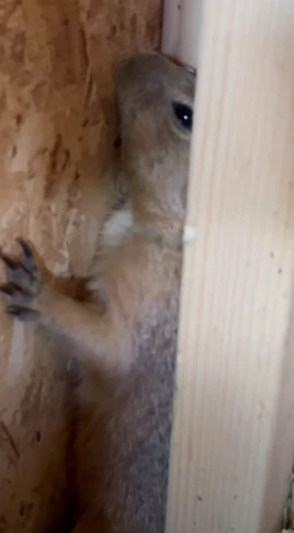 Cringe | The Urban Rescue Ranch Wiki | Fandom