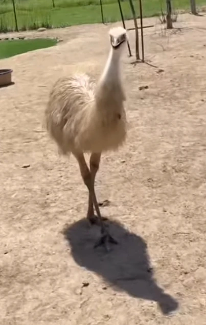 Prince Charming | The Urban Rescue Ranch Wiki | Fandom