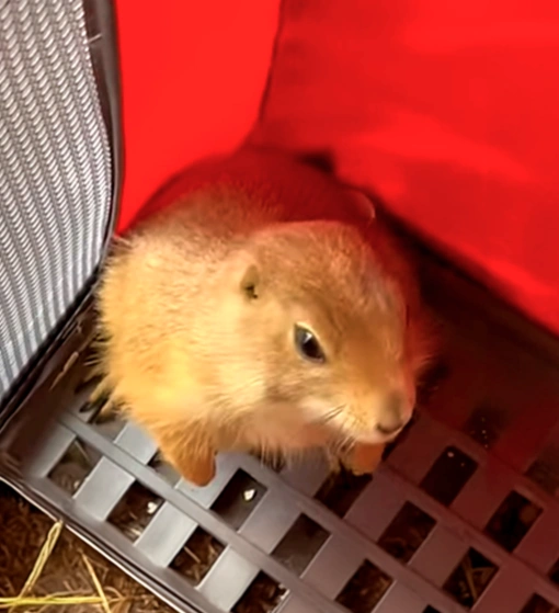 Little Ounce | The Urban Rescue Ranch Wiki | Fandom