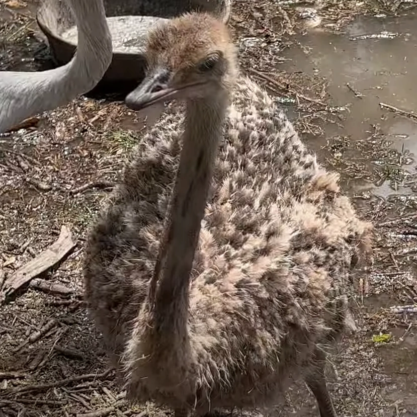 Homelander | The Urban Rescue Ranch Wiki | Fandom