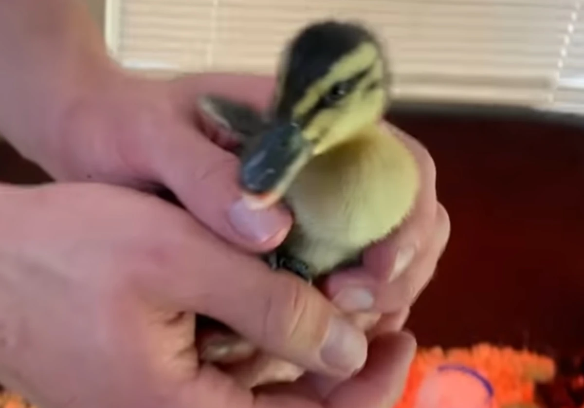 Roger | The Urban Rescue Ranch Wiki | Fandom