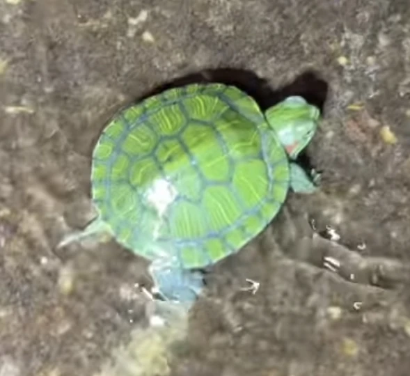 Baby Red-Eared Slider | The Urban Rescue Ranch Wiki | Fandom