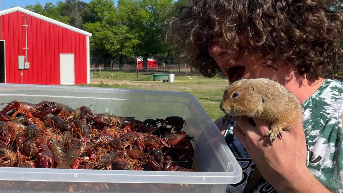 I Fed 400 Crawfish to my Prairie Dog (Big Ounce Dies) | The Urban ...